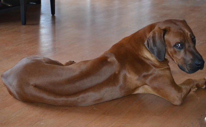 Výstavy :: rhodesian-ridgeback