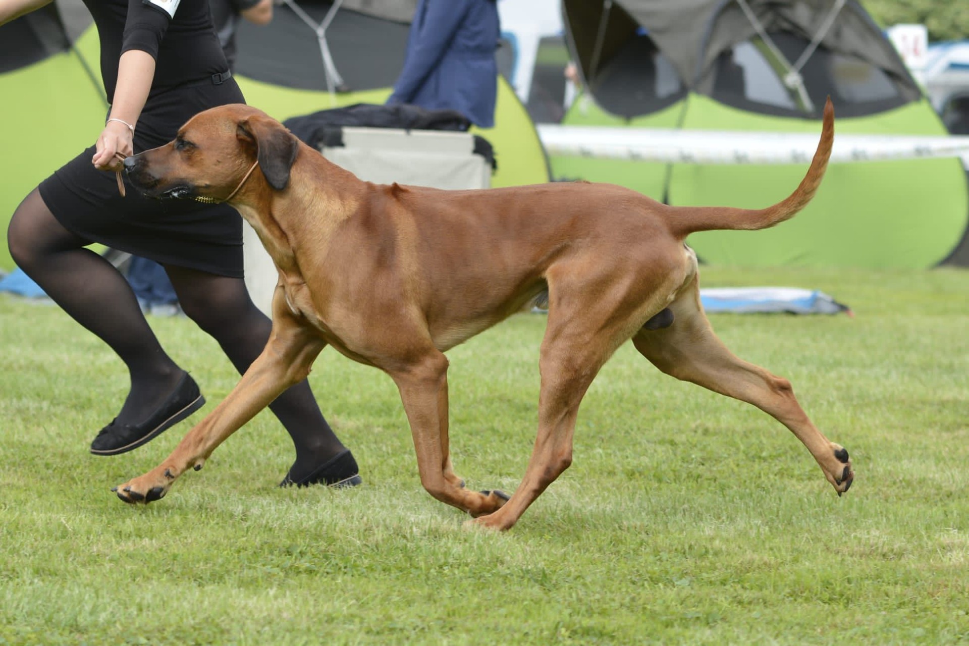 Fotogalerie :: rhodesian-ridgeback