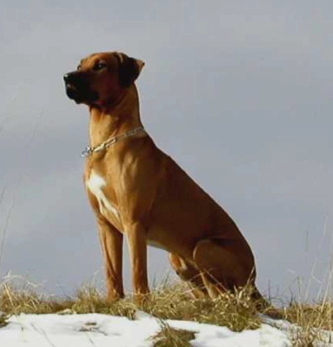 O nás :: rhodesian-ridgeback